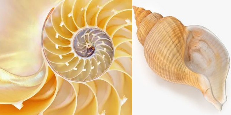 Spacestor | Organic Forms and Natural Shapes in Workplace Design